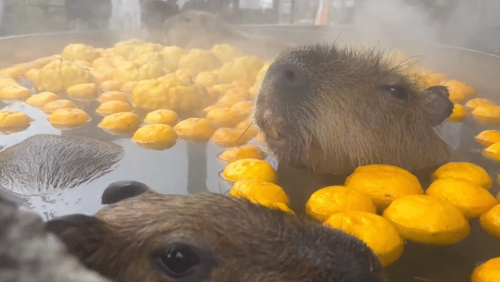 Capibaras recibieron el año con un relajante baño (+Video) - Micrófono ...